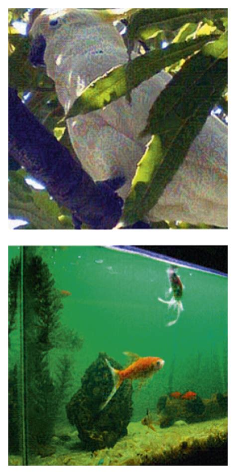 Visualization Of Randomly Selected Clean Images And Corresponding