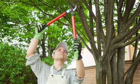 Insurance For Tree Trimming Removal Service Business Tivly