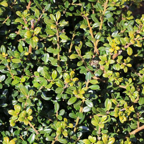 Plants Of Japanese Holly Ilex Crenata The Original Garden