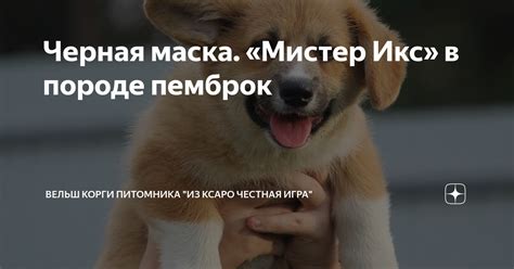 Черная маска. «Мистер Икс» в породе пемброк | Вельш корги питомника "из ...