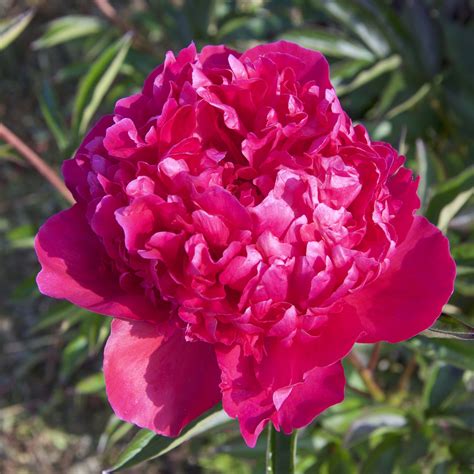 Peony Felix Crousse Claire Austin