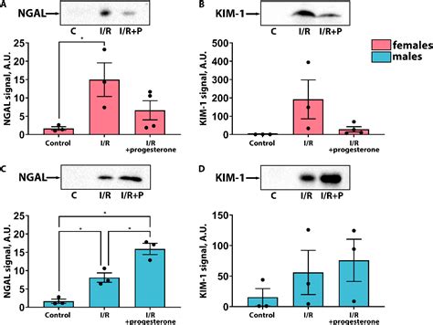 Figure 2 From Sex Specific Effects Of Estradiol And Progesterone In