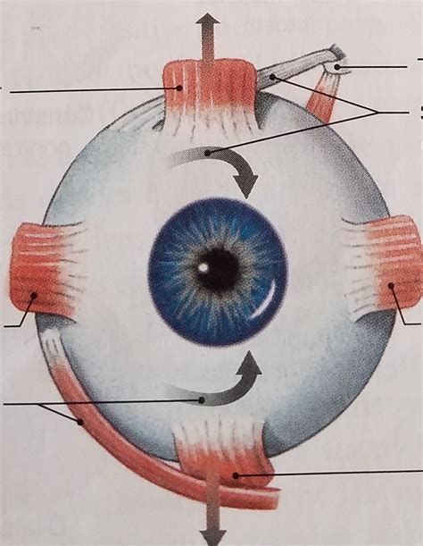 Anterior View Of Eye Diagram Quizlet