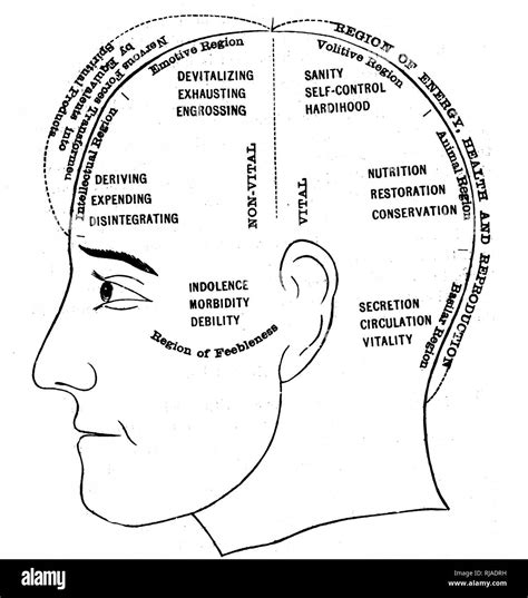 Brain Function Diagram Hi Res Stock Photography And Images Alamy