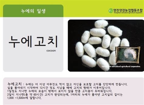 누에의일생 영천누에 활력잠 누에건강식품