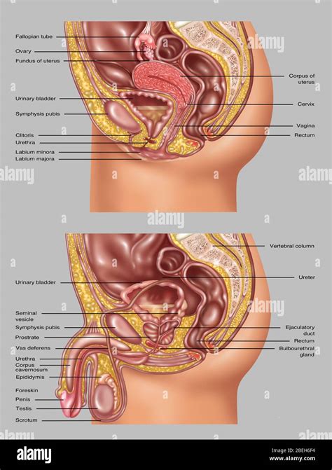 Female Anatomy Labeled Diagrams Inside And Outside 57 Off