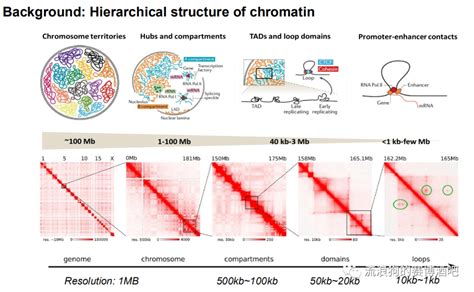 3d genome seminar笔记（二）：hi c数据分析流程 墨天轮