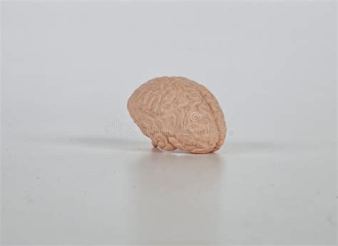 Anatomical Model Of The Human Brain And Medical Stock Image Image Of