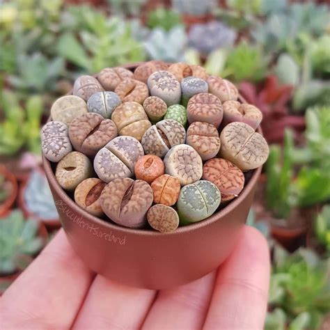 Sunshine On My Lithops