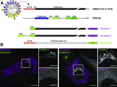 Subcellular Localization Of Fusion Constructs Carrying The Ah3 Or