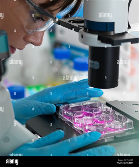 Female Scientist Examining Cells In Growth Medium In Multi Well Plate Under Microscope In