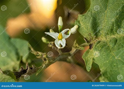 Flowering Plant Known As Jurubeba Stock Image Image Of Organic