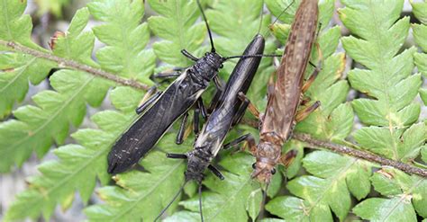 Insect Colors Shift Due To Human Impact Mirage News