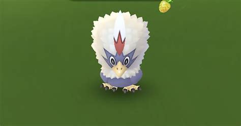 Rufflet Album On Imgur