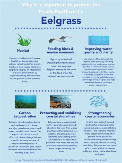 Advocating For Eelgrass Protection Crag Law Center