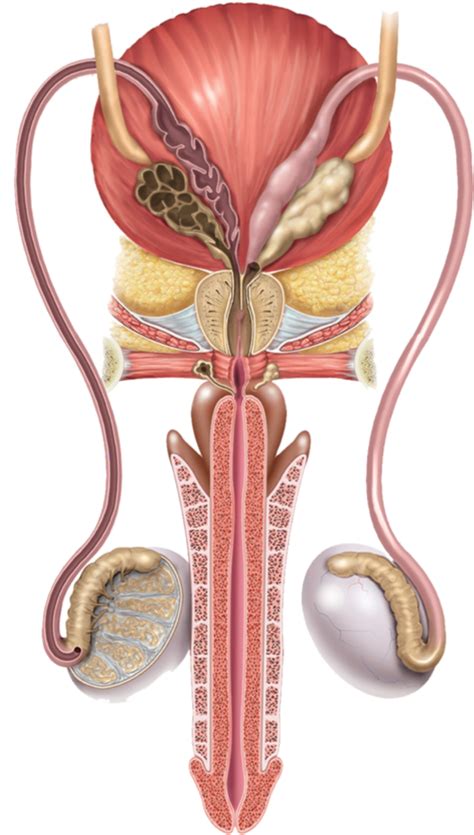 Male Reproductive System Diagram Quizlet