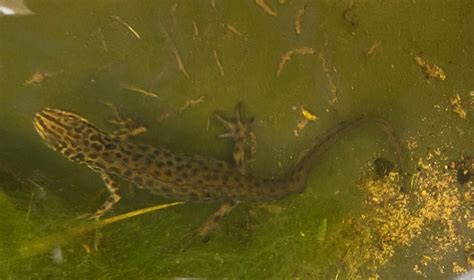 How And When Do Newts Mate Celia Haddon