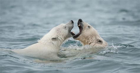 Polar Bear Cubs Swimming