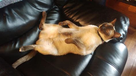 Simon Is Pleased By Pre Warmed Couch Cushions R Siamesecats