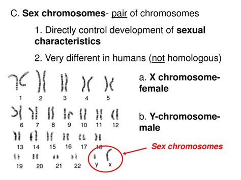 Unit 3 Genetics Ppt Download