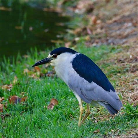 Why Is The Black Crowned Night Heron Important Diy Seattle