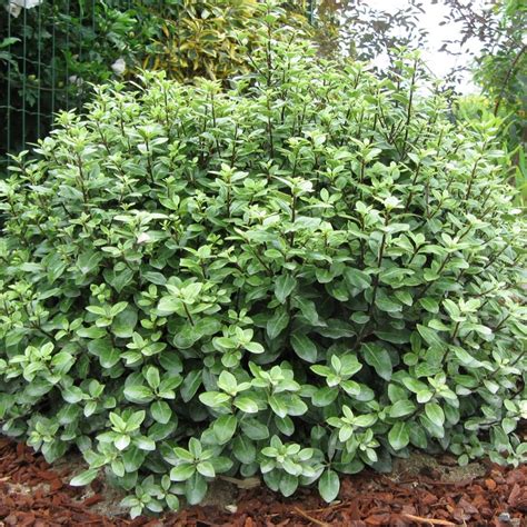 Buy Kohuhu Pittosporum Tenuifolium Golf Ball Pbr £36 99 Delivery By