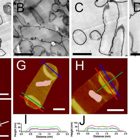 Morphology Of The Intact B Subtilis Cells A B Ultrathin Sections Of