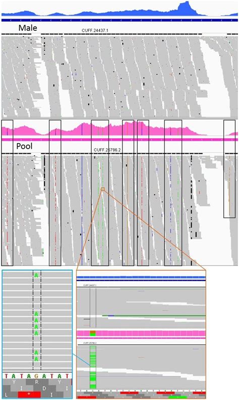 An Example Of Snps In The Pool Transcriptome The Male Genome And