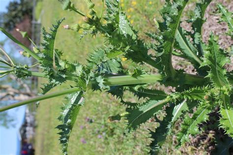 Sonchus Asper Prickly Sowthistle Spiney Sowthistle Spiny Leaved Sow Thistle North Carolina