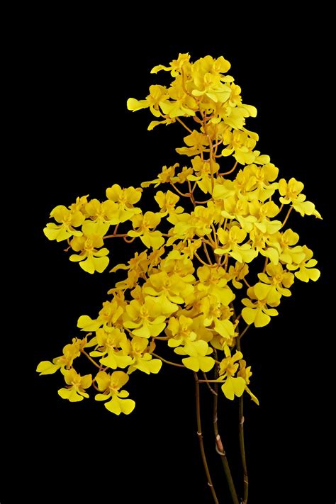 Oncidium Onustum Zelenkoa Onusta Artofit