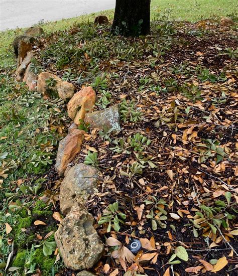 Squirrel Apocalypse Or Helpful Pruning Automatic Gardening And Real