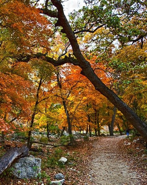 Mark Holly Photography Fall Leaves Landscape Lost Maples Trail