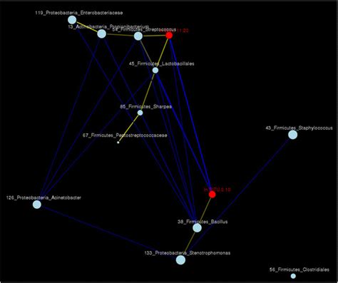 Network Showing The Correlation Between Microbial Groups Positive Download Scientific Diagram