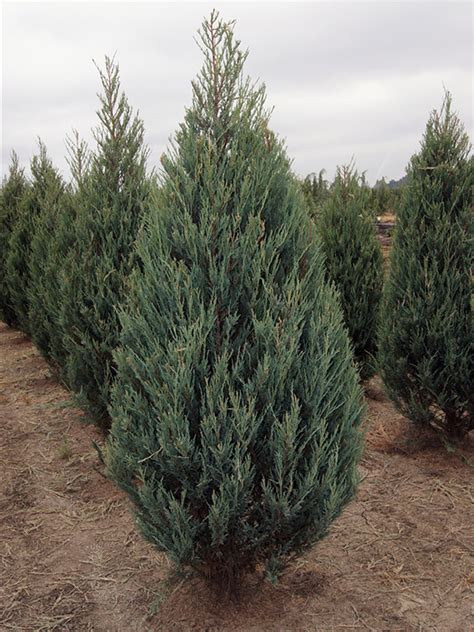 Skyrocket Juniper Juniperus Scopulorum Kaspar Nursery