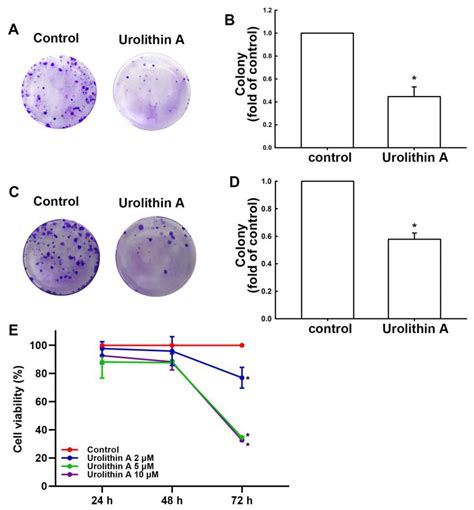 Inhibitory Effects Of Urolithins Bioactive Gut Metabolites From
