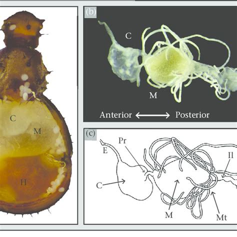 Leafcutter Ant Digestive System Highlighting The Three Connected