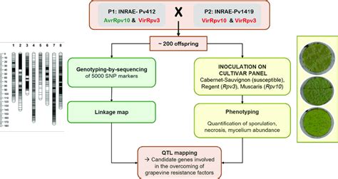 Qtl Mapping Strategy To Identify Loci In The Pathogen Genome That Are Download Scientific