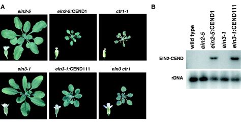 Ein2 A Bifunctional Transducer Of Ethylene And Stress Responses In