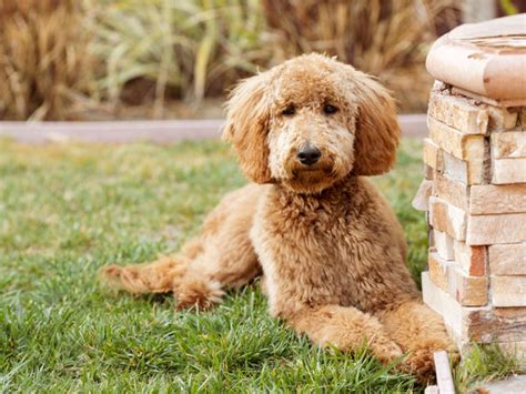 How To Groom A Cockapoo At Home An Owners Guide Masterclip