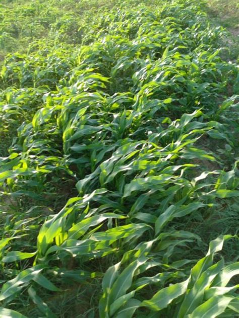 Fodder Farming Fodder Farming Introduction