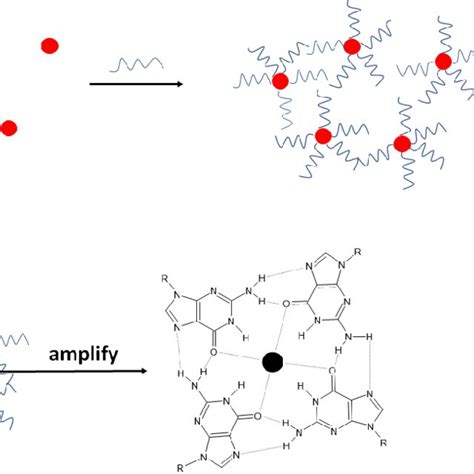 The Sensing Principle Scheme Of The Impedimetric Aptasensor With Download Scientific Diagram