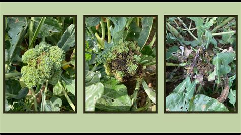 Broccoli Soft Rot And Head Rot Causes Black Broccoli Heads Youtube