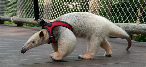Southern Tamandua Attack