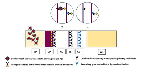Development And Evaluation Of A Lateral Flow Immunochromatographic Assay For The Rapid Detection