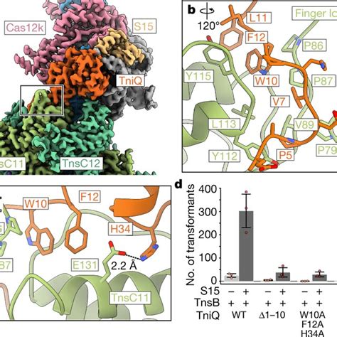 Tnsc Forms A Network Of Important Interactions With Target Dna Download Scientific Diagram