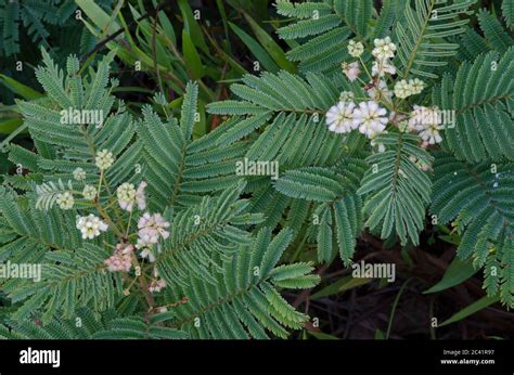 Acacia Angustissima