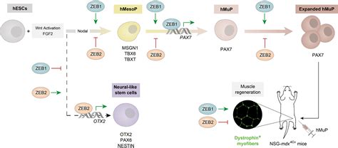 The Mesodermal And Myogenic Specification Of Hescs Depend On Zeb1 And Are Inhibited By Zeb2