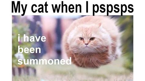 Why Are Cats Attracted To Pspsps At Evelyn Wegner Blog