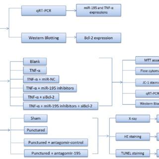 Flow Chart Of The Experiment Download Scientific Diagram
