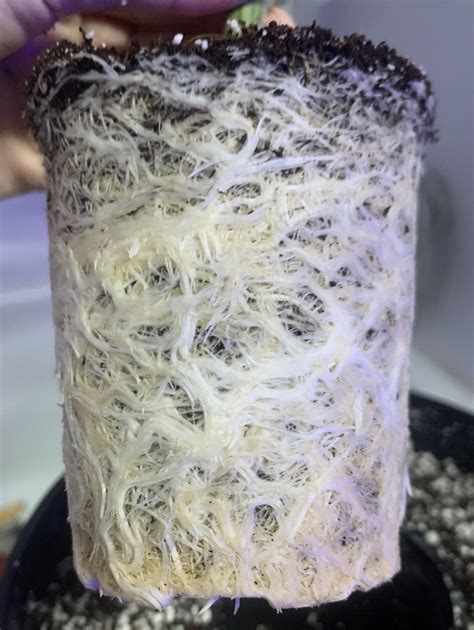 Thicc Bottom Root Porn R Microgrowery